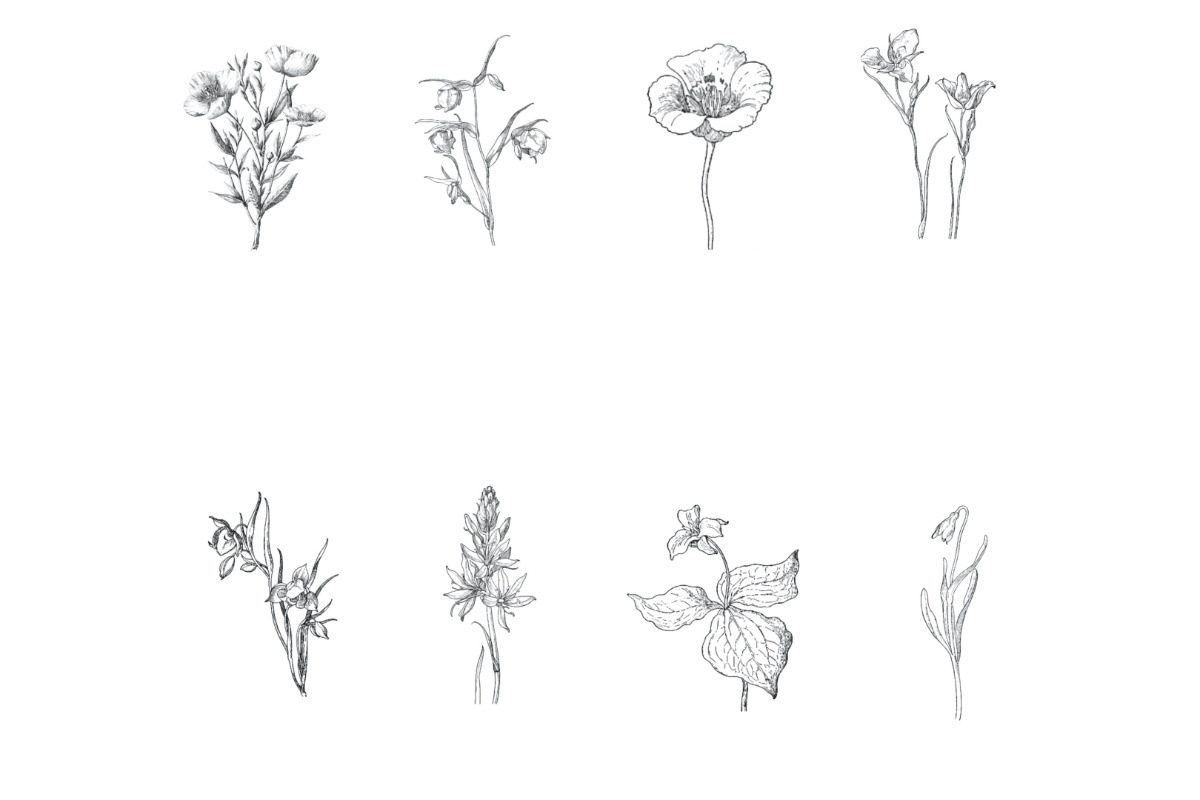 Floral Wild Flower Set 1 Procreate, a Brush Add-On by Disasterology Ink