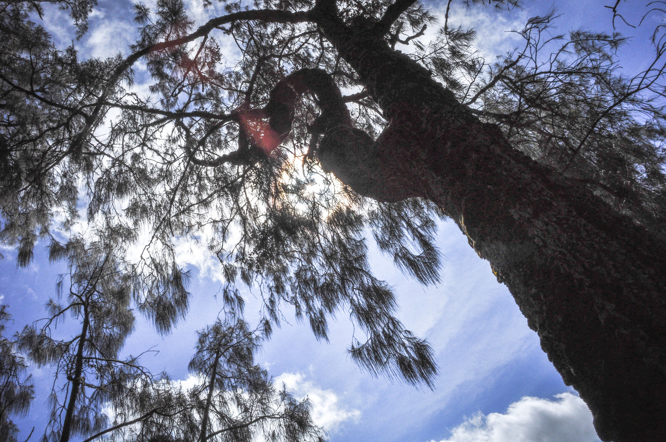 Arcopodo tree, a Nature Photo by id-visual