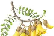 Kowhai Flowers Pencil Illustration, an Illustration by Anna Repp ...