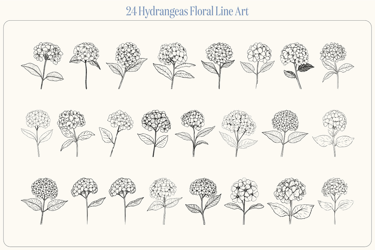 Hydrangeas Floral Line Art, an Illustration by Plantyful