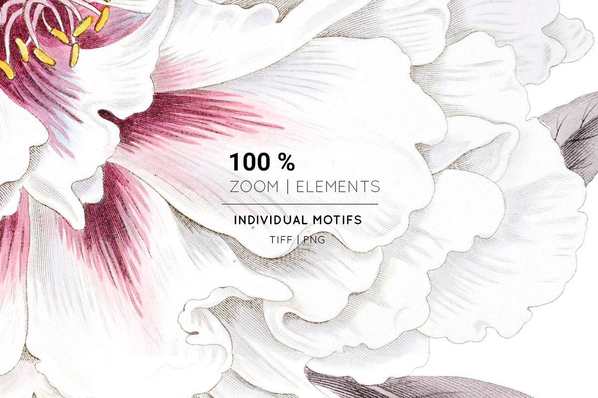 La Fleur, Pattern & Illustration Set, a Pattern Graphic by TSTUDIO