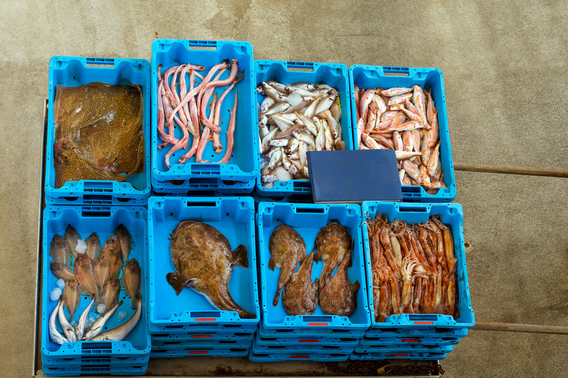 Containers with catch sea fish containing blanes, catalonia, and costa ...