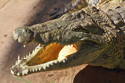 Crocodile teeth, a Photo by De todo un poco