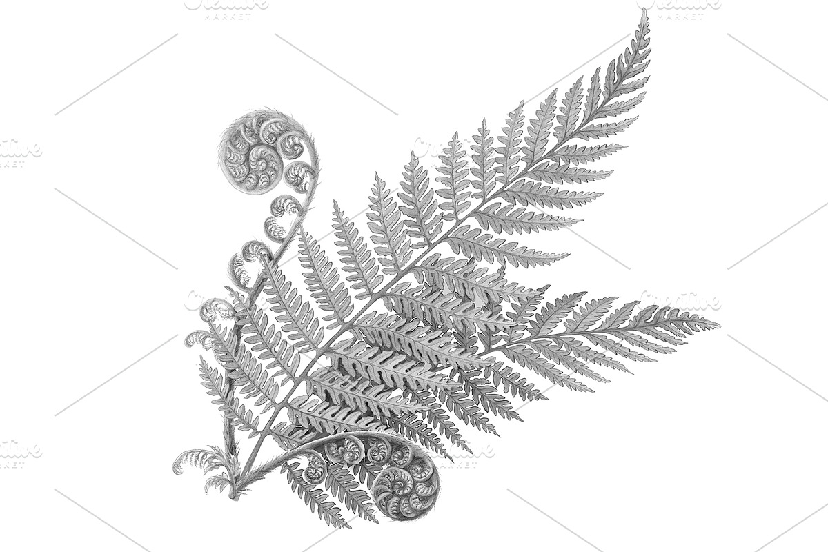 Silver Fern Pencil Illustration, an Illustration by Anna Repp Illustration