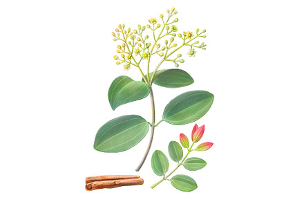 Parsley Pencil Drawing, an Illustration by Anna Repp Illustration
