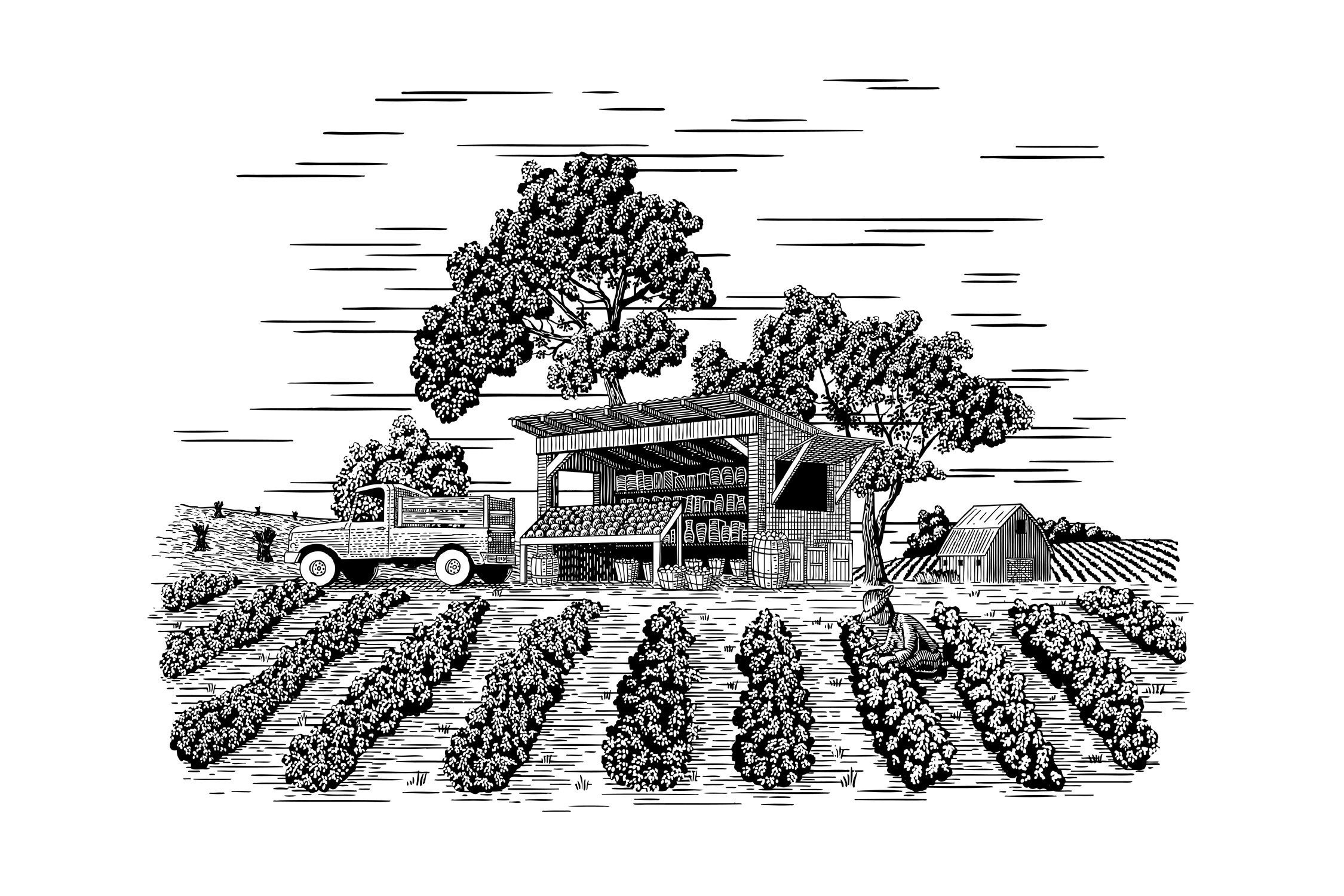 Farm Produce Stand, a Food Illustration by blue67sign