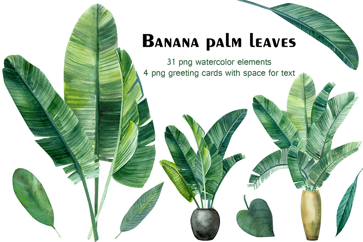 Banana palm leaves, a Decorative Illustration by Hanna Hryharenka