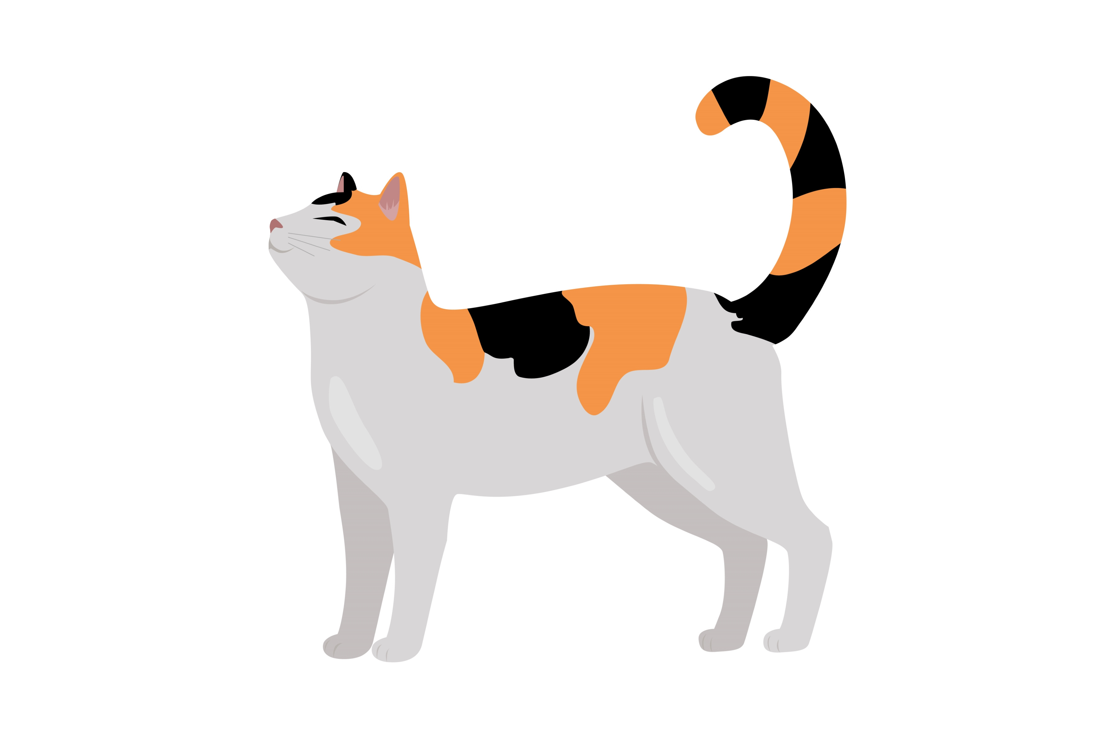 Calico Cat Vector Flat Design, an Animal Illustration by robuart