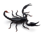 African venom scorpion isolated stock photo containing animal and ...
