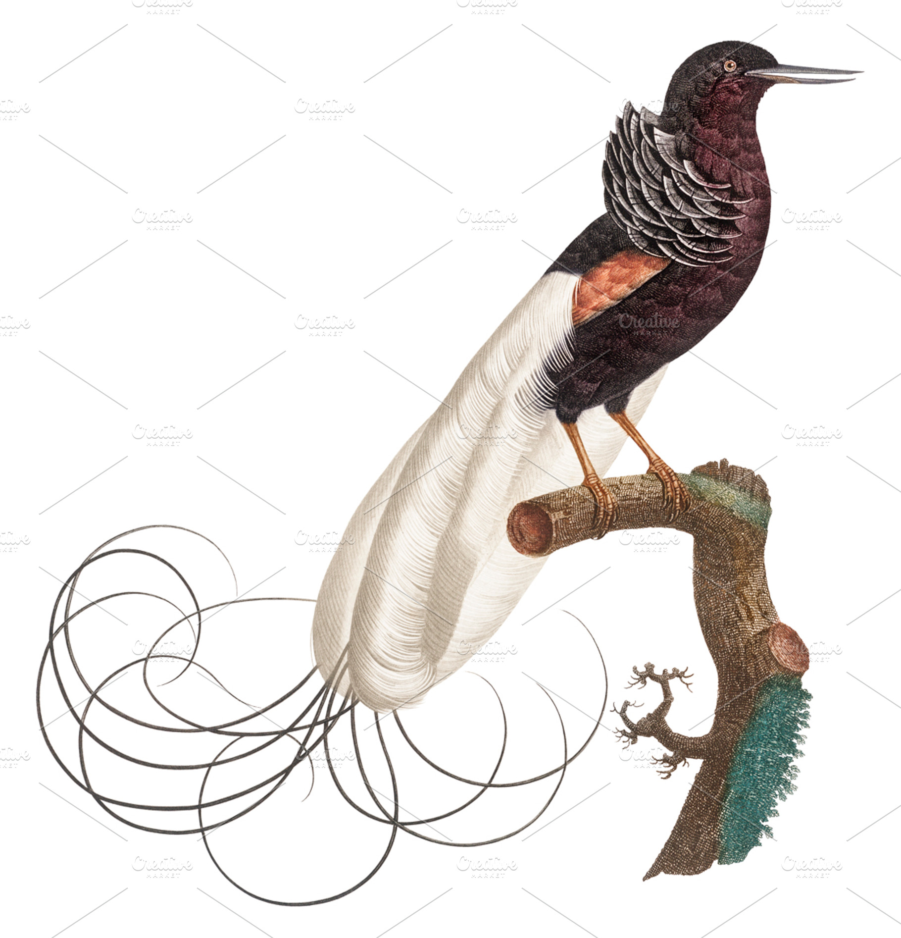 Illustration of bird psd featuring psd, layer, and animal, an Animal ...
