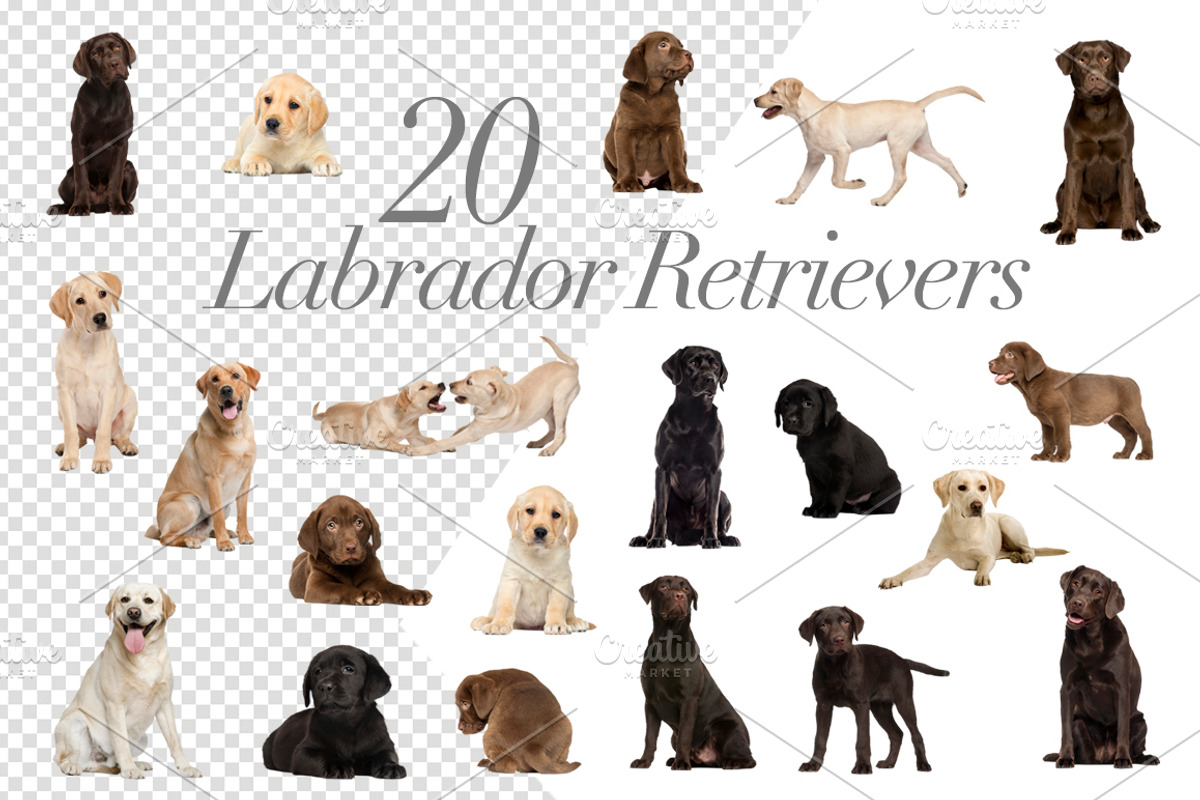 100 Dogs Bundle - Cut-out Pictures, an Object Graphic by Life on White