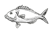 Tarakihi New Zealand Fish Cartoon Re, a Photo by patrimonio