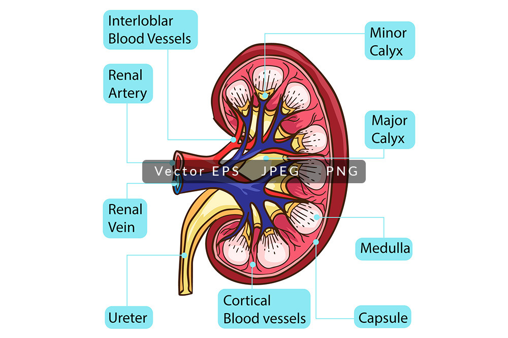 Inside Kidney Body Parts Anatomy, a Healthcare Illustration by SCworkspace