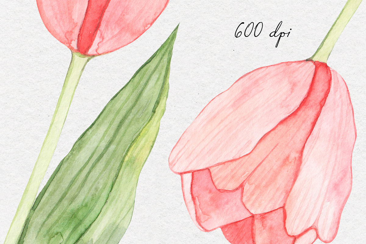 Watercolor Pink Tulips Clipart, an Illustration by MilanaDesignShop