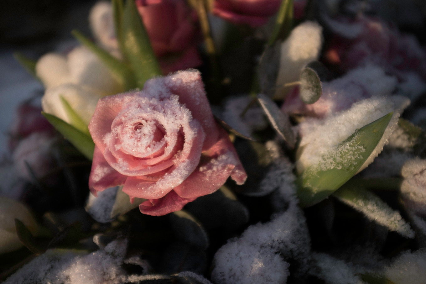 Frozen rose, an Arts & Entertainment Photo by The Image Shop