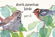 Birds of North America part II, an Animal Illustration by Art & Things