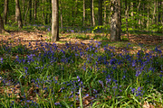 Bluebells in forest banner | Nature Stock Photos ~ Creative Market