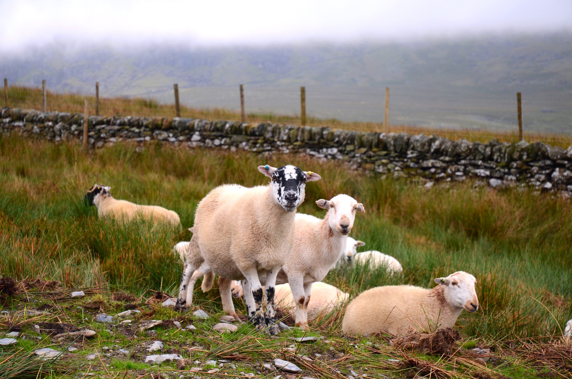 Sheep and lamb pasture, an Animal Photo by oksanatukane