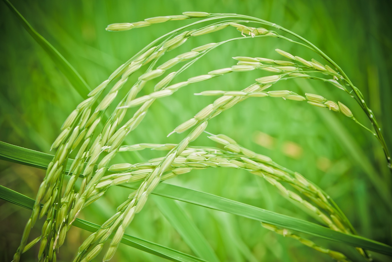 Rice field featuring agriculture, background, and beautiful, a Nature ...