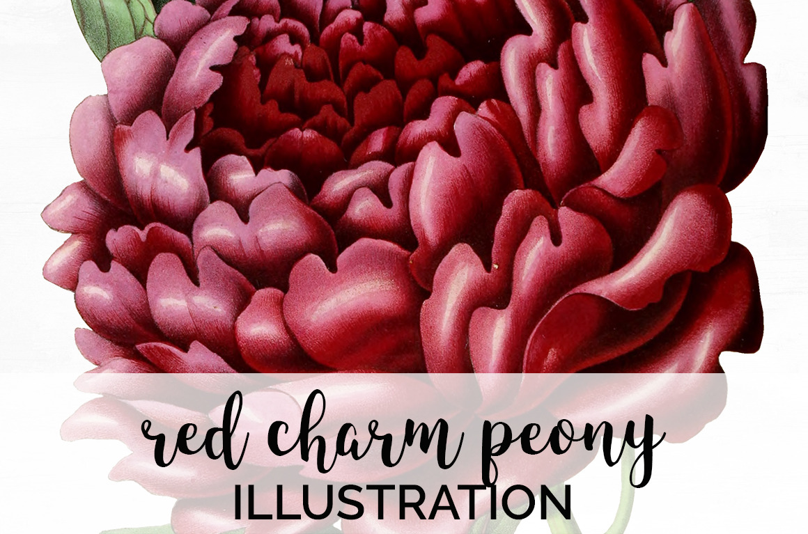 Peony Clipart Red Flowers Vintage, an Illustration by Enliven Designs