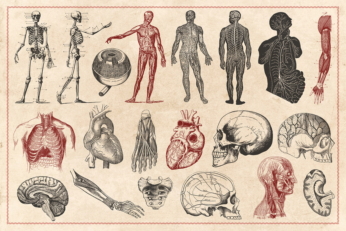 100 Vintage Anatomy Vectors, an Illustration by Brigantine Designs