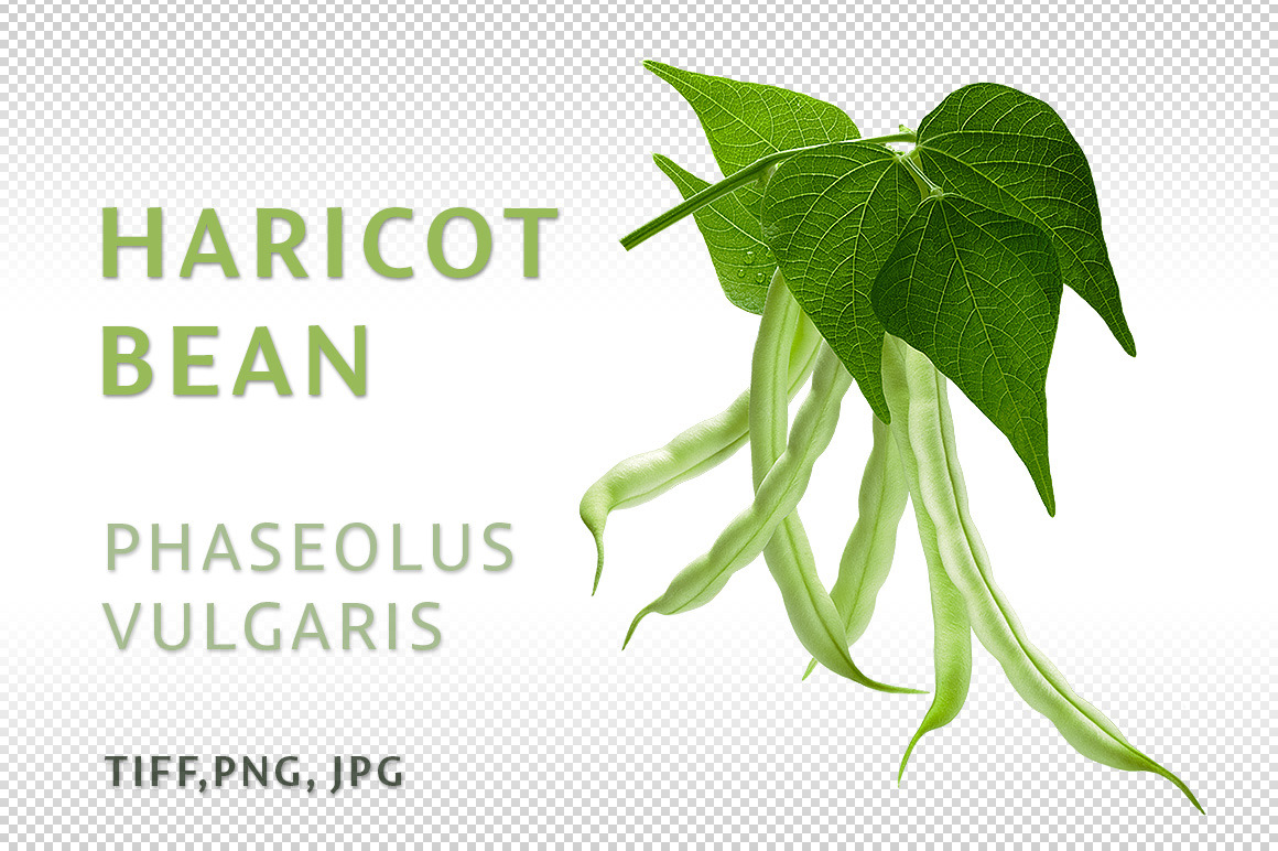 Haricot beans, a Food & Drink Photo by Hortimages