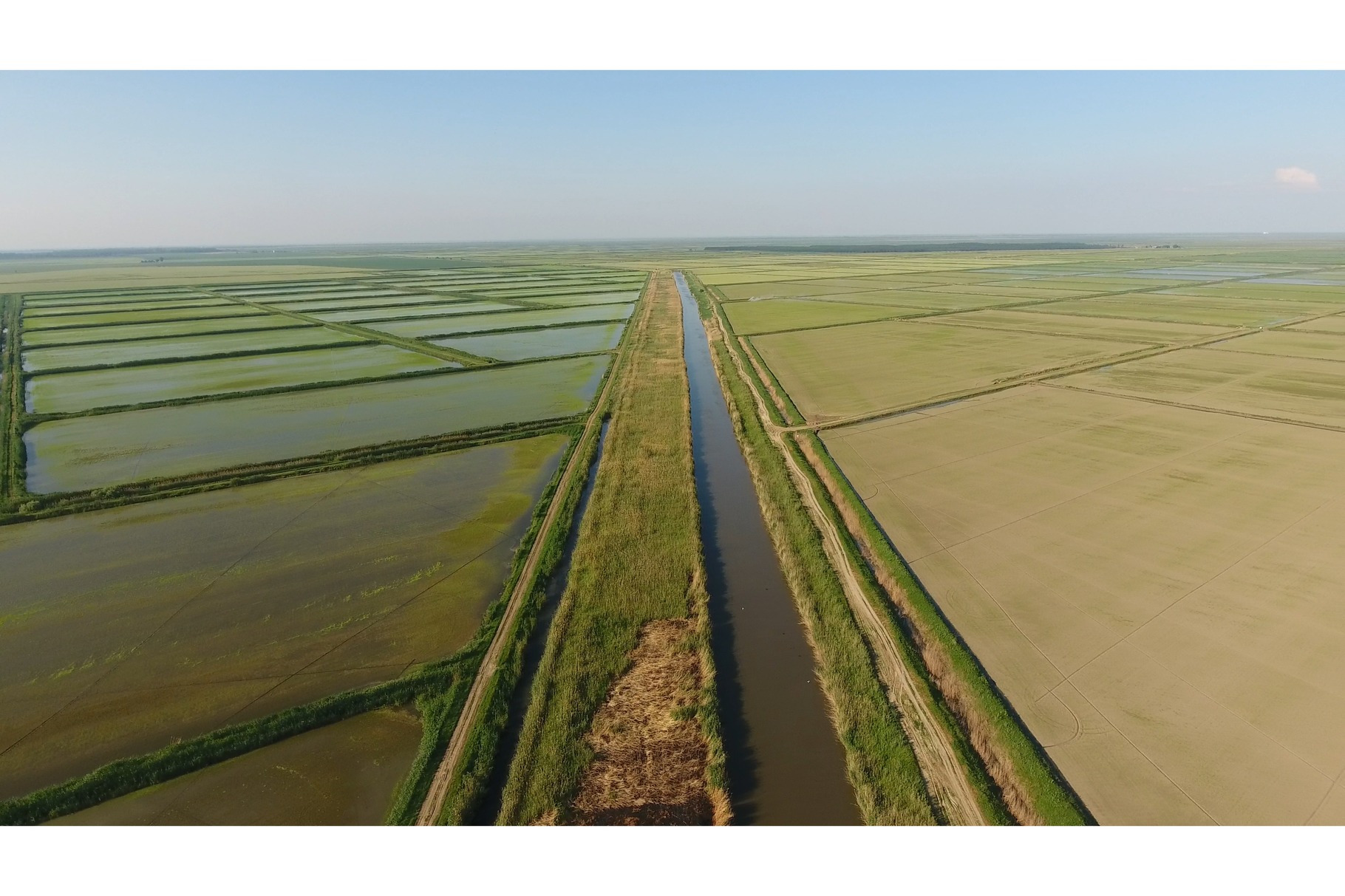Growing rice on flooded fields ripe featuring rice, field, and flooded ...