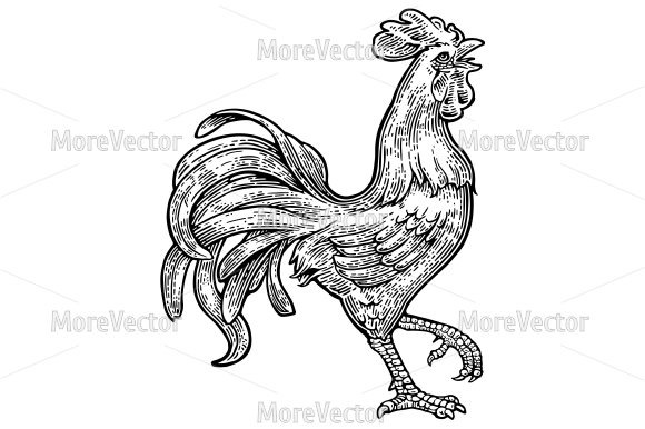 Rooster. Vintage mono engraving, an Animal Illustration by MoreVector