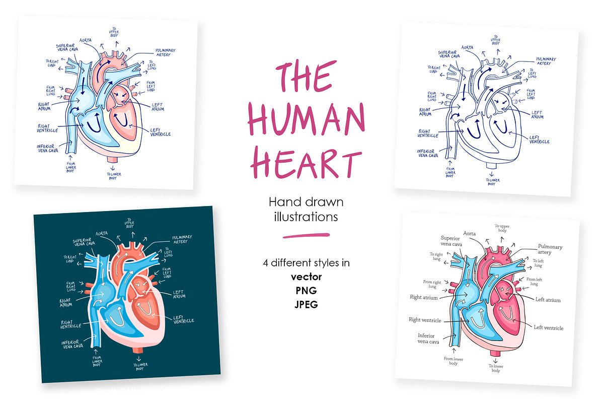Human heart anatomy, an Education Illustration by Illustrationsforteachers