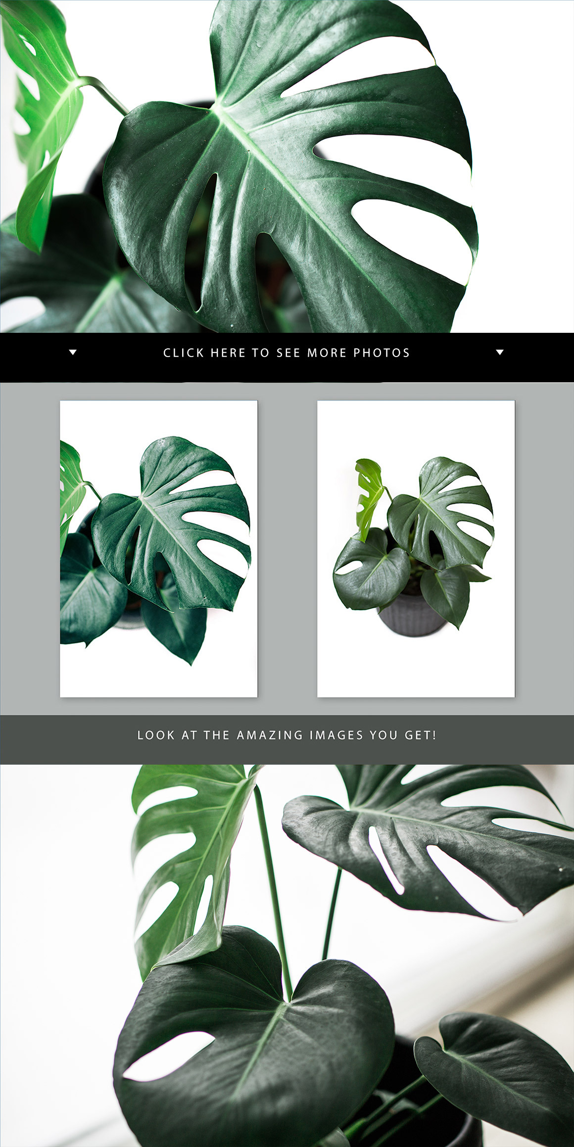 4 Green monstera stock photos, a Books & Magazine Mockup by Nellaino