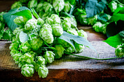 Hop cones and twine vine with leaves, a Photo by 5PH