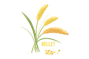 Yellow millet isolated on white background., a Food Illustration by ...