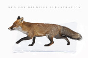 Realistic Red Fox Illustration, an Animal Illustration by Digital Art ...