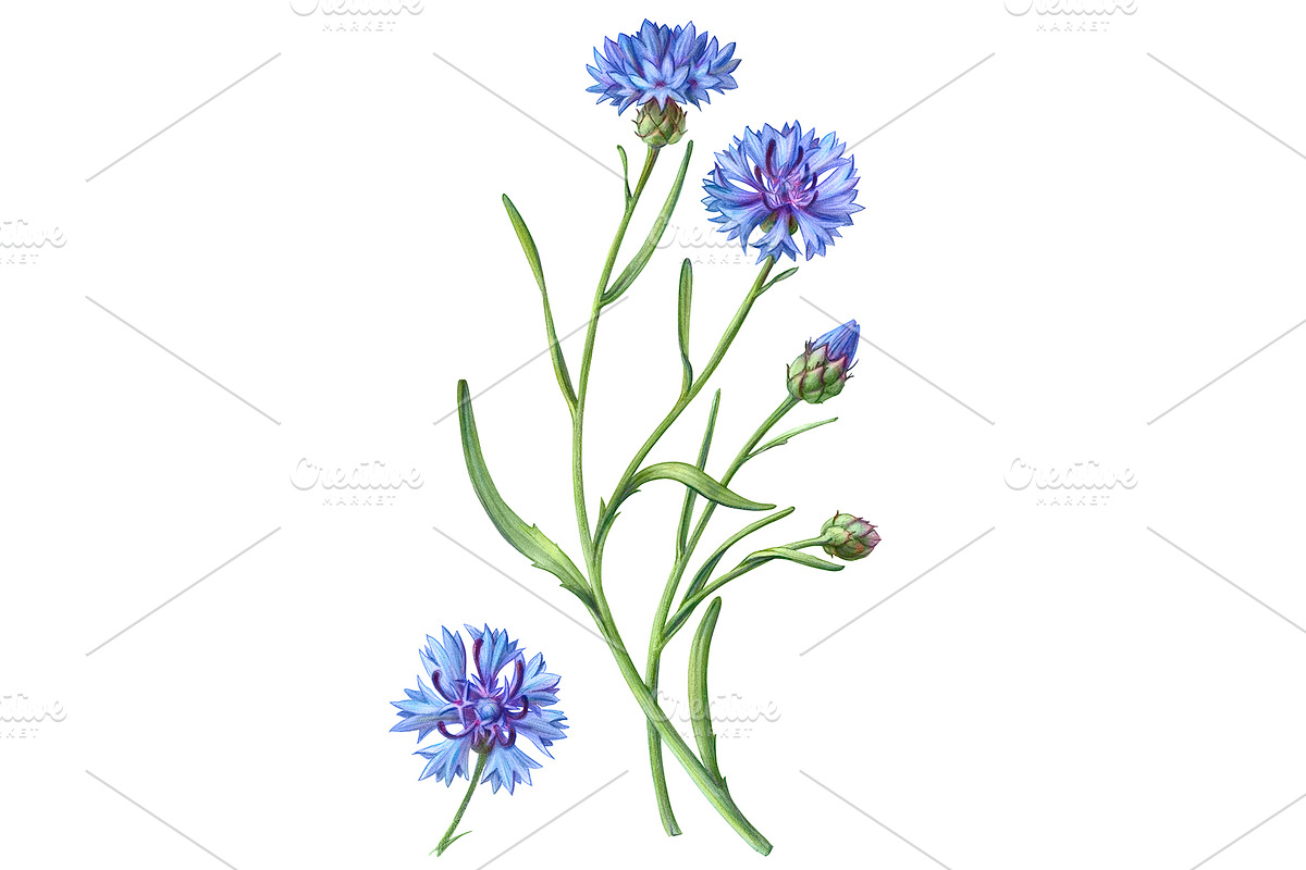 Cornflower Pencil Illustration, an Illustration by Anna Repp Illustration