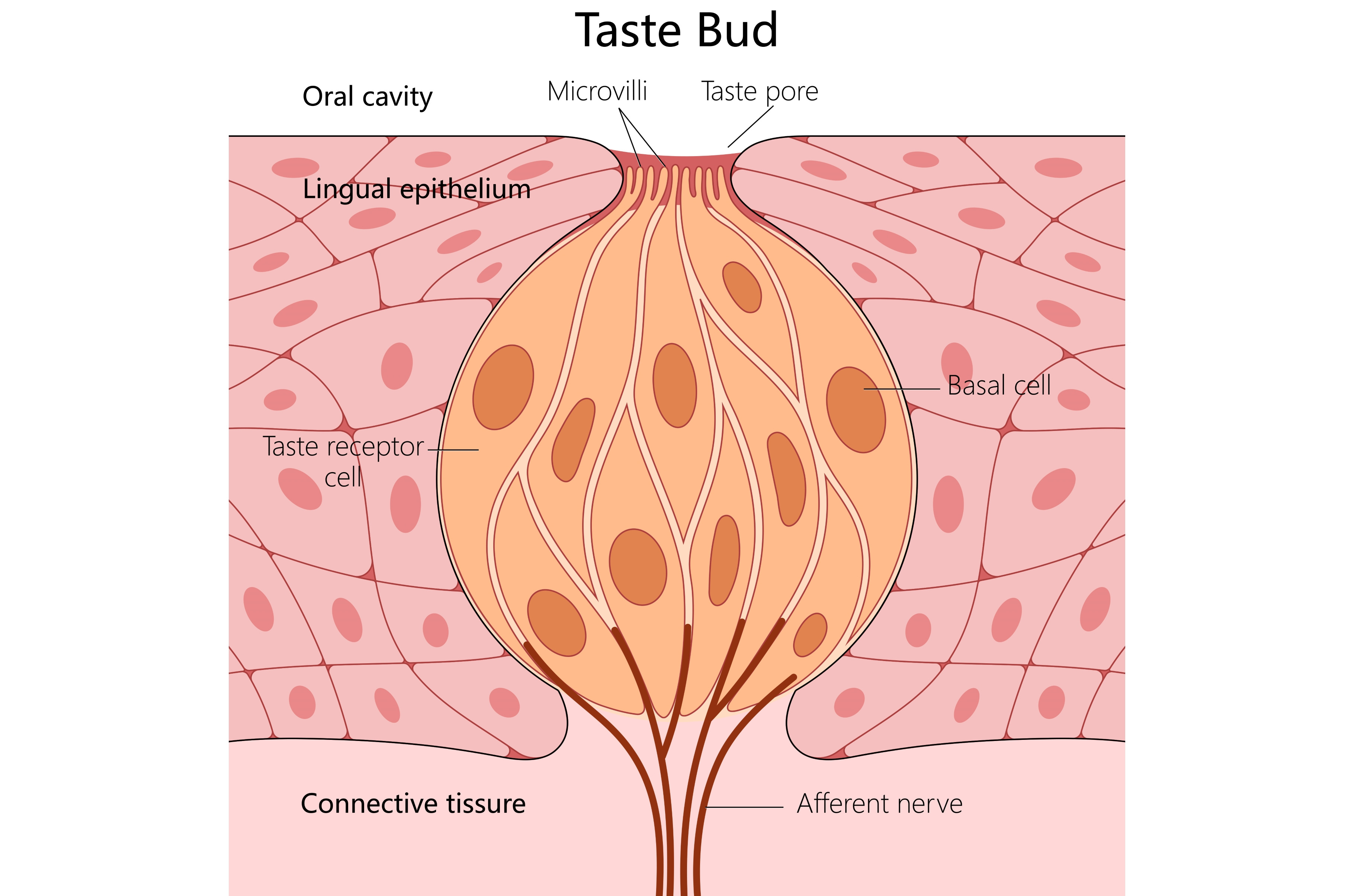 Diagram of Human Taste Bud Anatomy, a Healthcare Illustration by ...