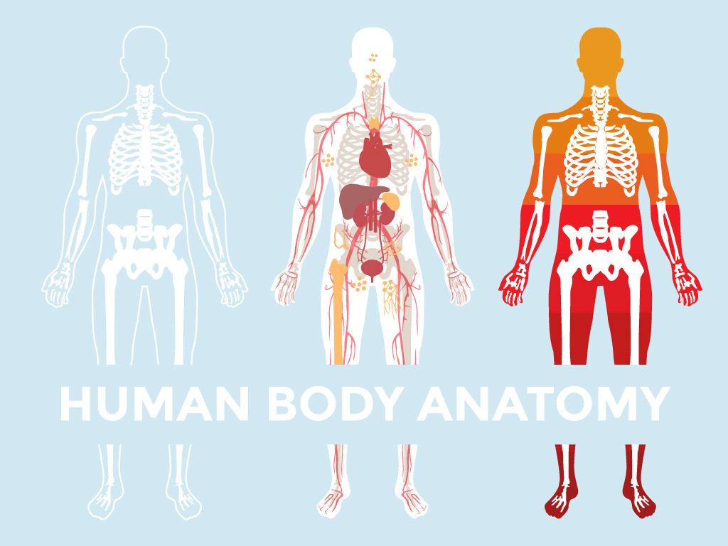 Human Body Anatomy, a Healthcare Illustration by Rekanice