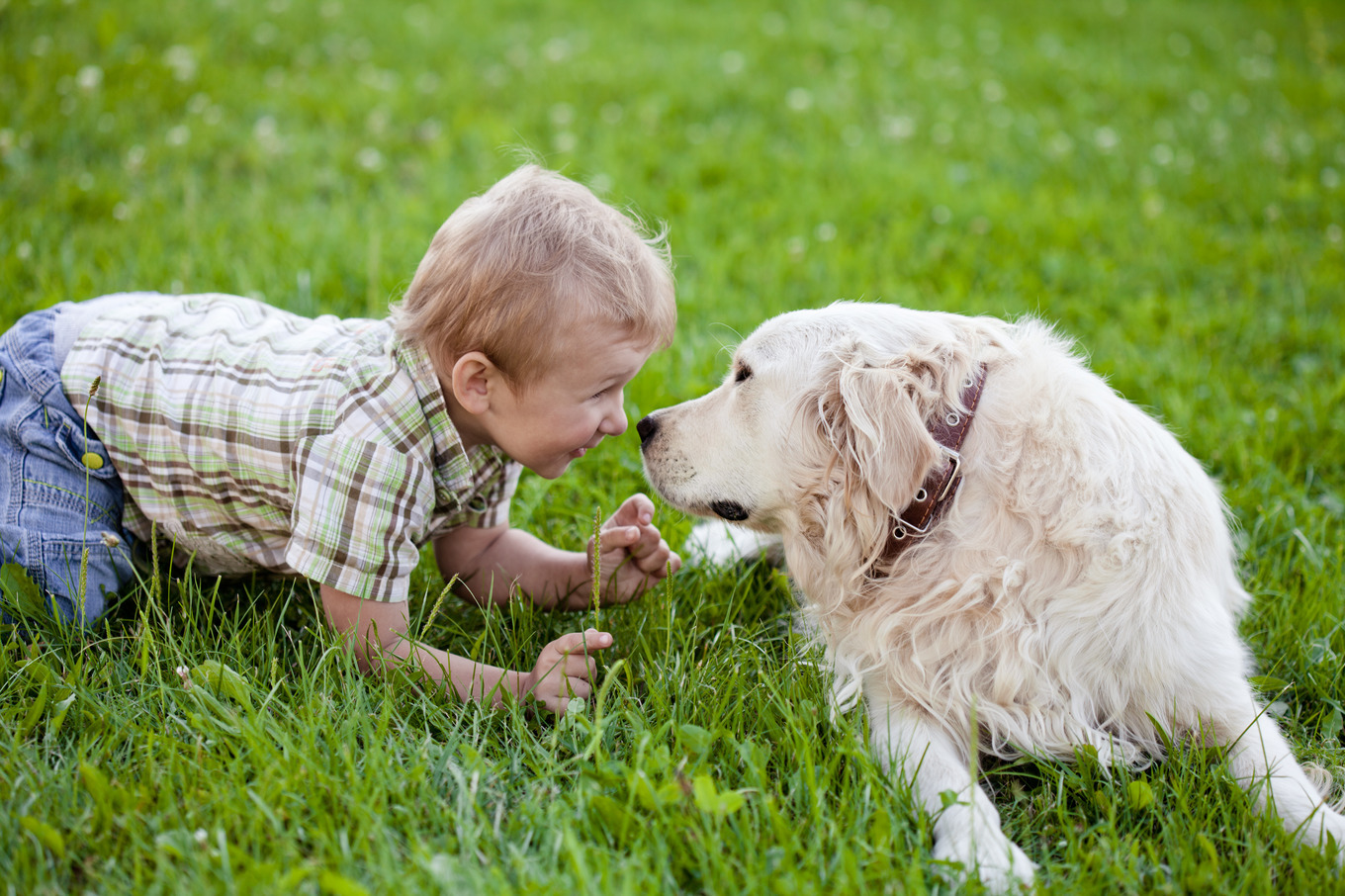 Boy with retriever outdoor featuring animal, boy, and caucasian, a ...