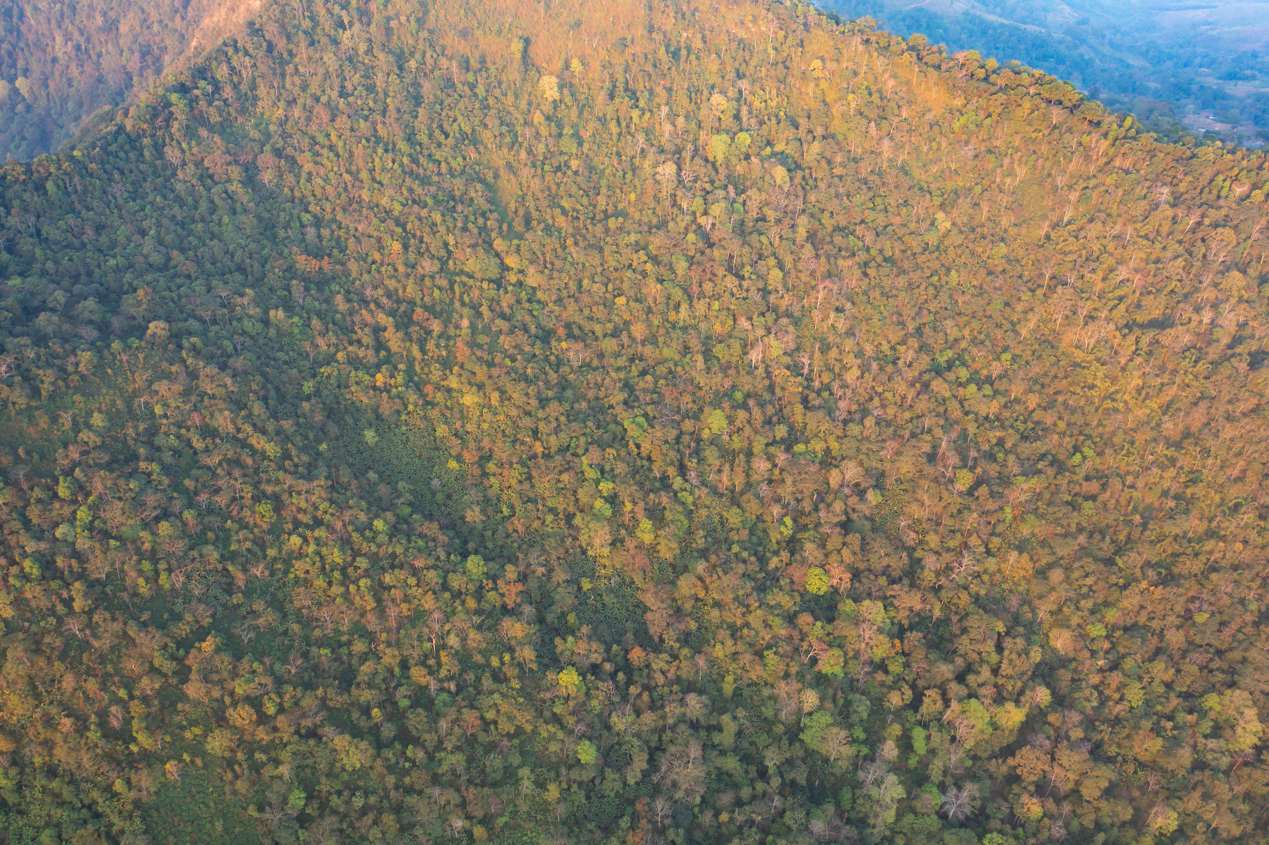 Aerial top view of forest trees and green mountain hills with fo, a ...