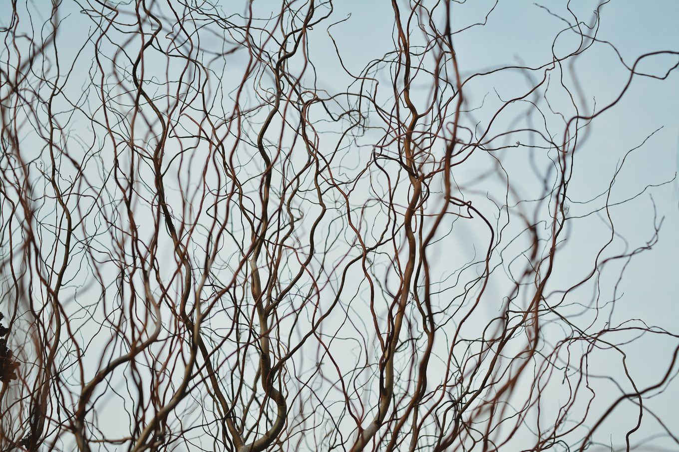 Smooth Lines of Nature, a Nature Photo by Pro.Motion