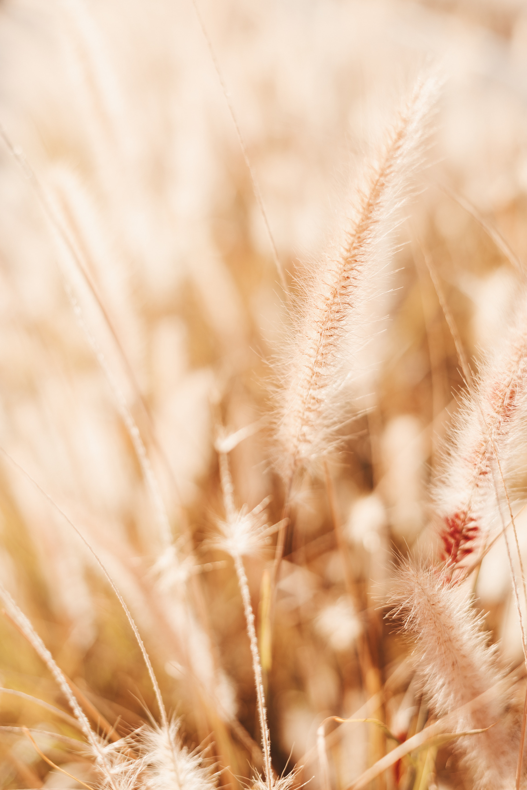 African fountain grass containing pennisetum setaceum, african, and ...