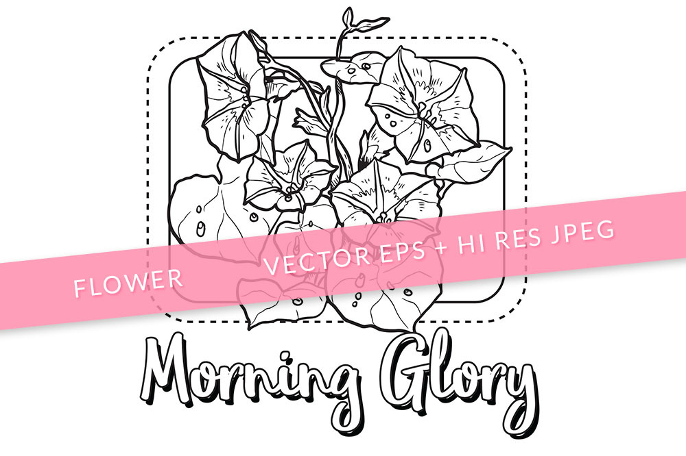 Morning Glory Coloring Flower, an Education Illustration by SCworkspace