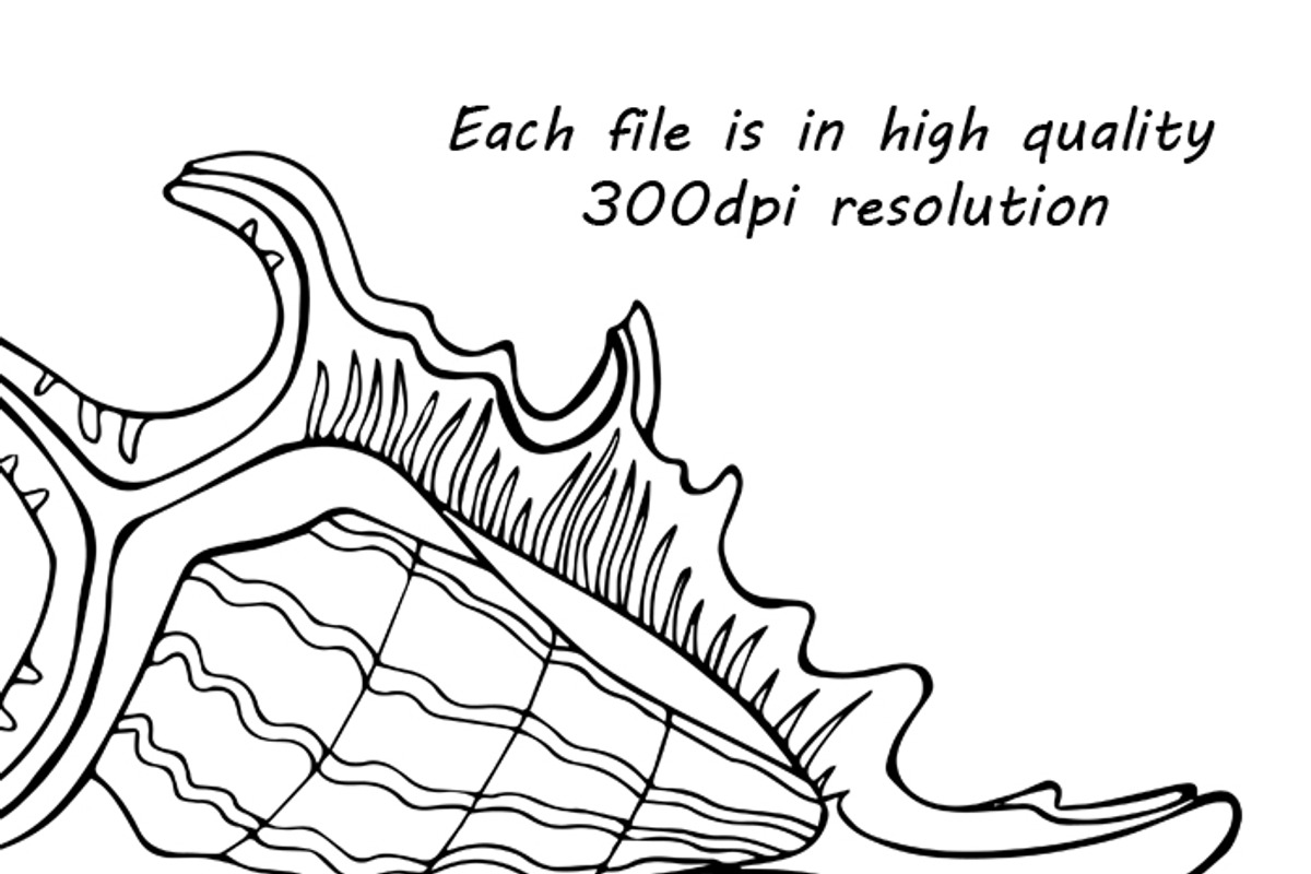 Hand Drawn Seashell Clipart, an Illustration by PassionPNGcreation ...