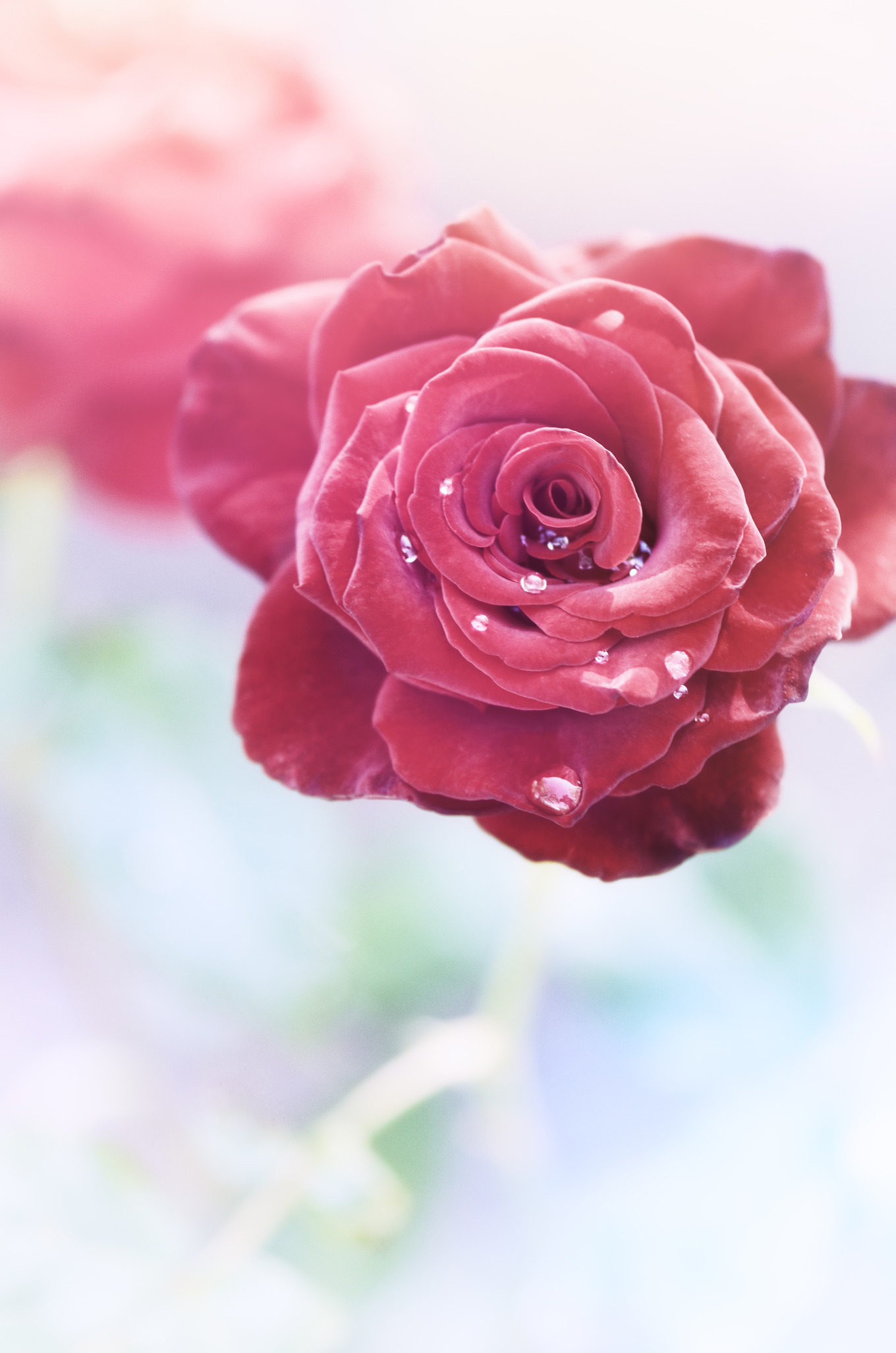 Red rose with soft light background, a Nature Photo by Antrisolja ...