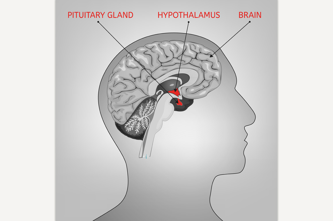 Endocrine System Image, an Education Illustration by Anna's Shop