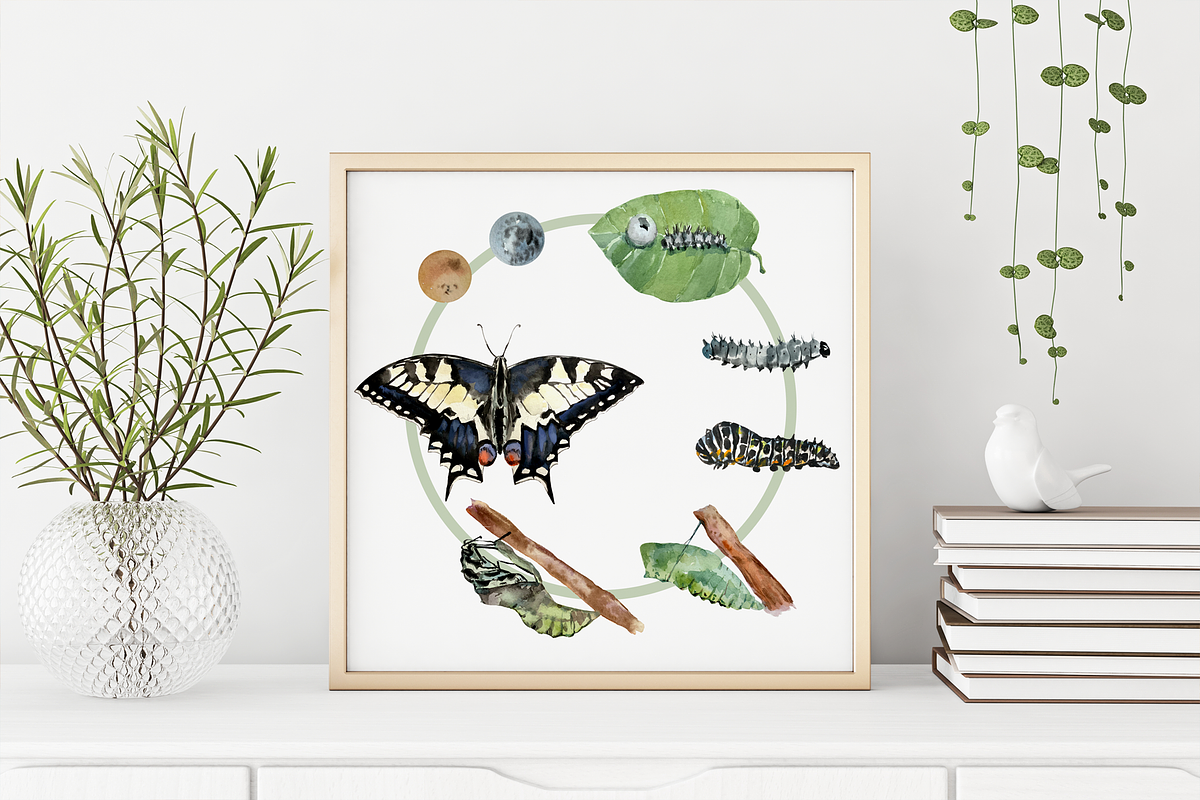 Swallowtail Butterfly Life Cycle, an Education Illustration by Tati Bordiu