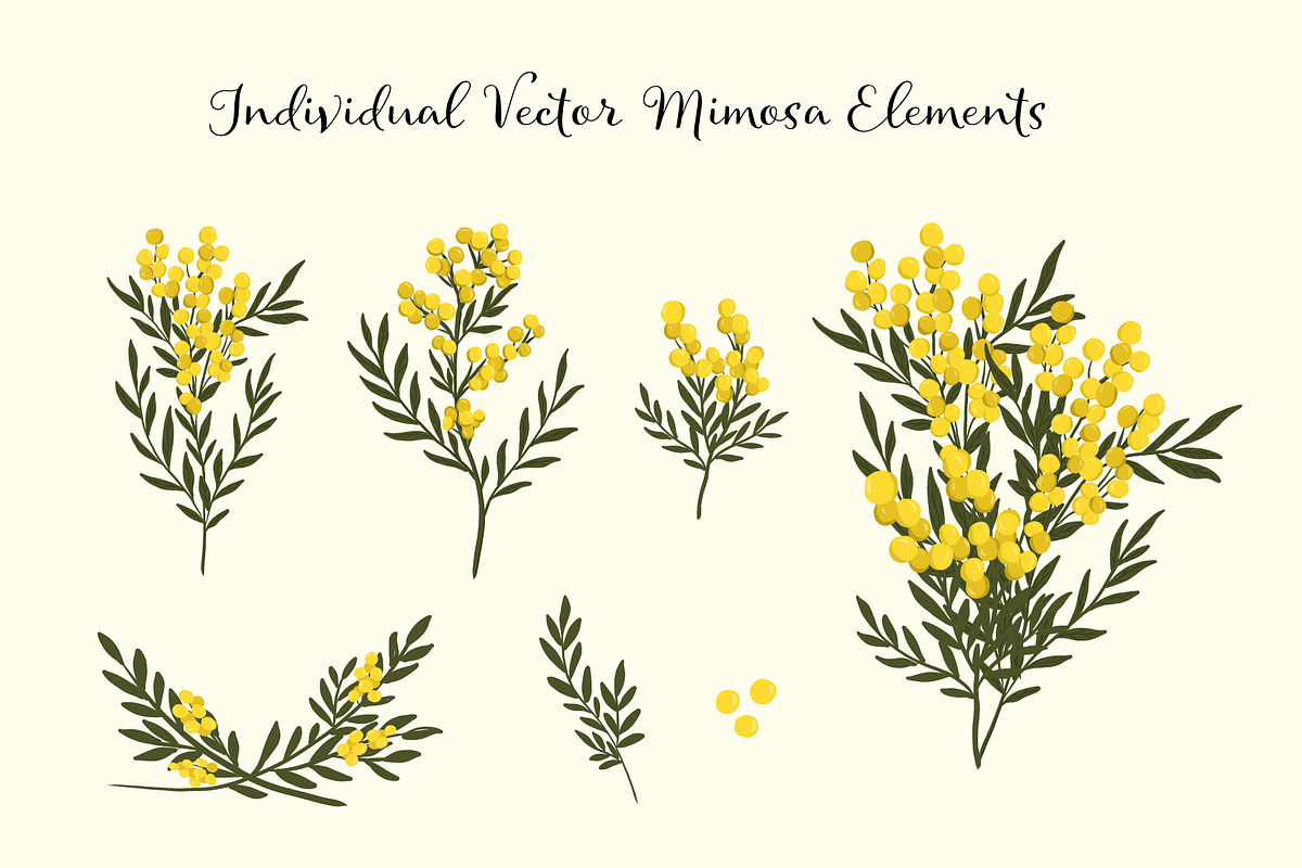 Vector Mimosa Flowers Collection, a Graphic by iragraphics