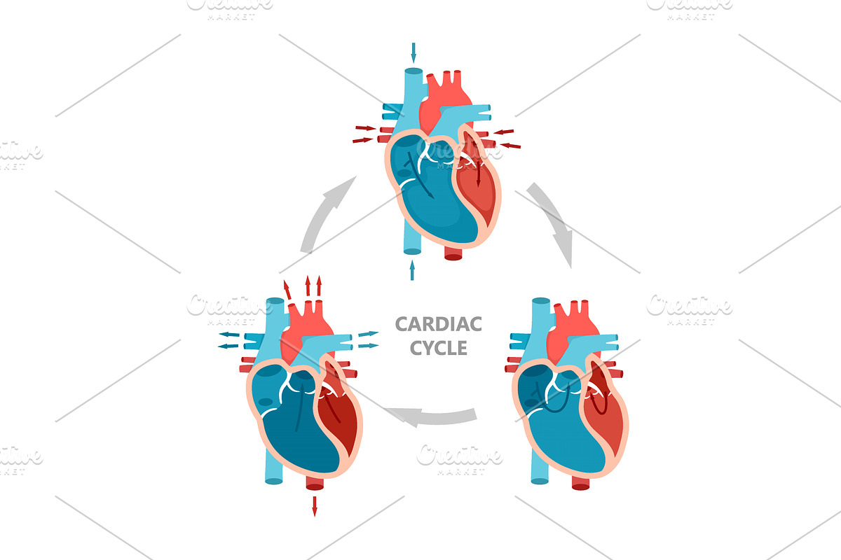 Phases of the cardiac cycle, a Healthcare Illustration by GraphiShop