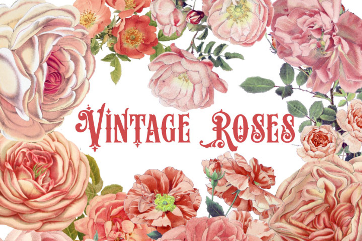 Vintage Watercolor Peach Roses, an Illustration by Verdigris Studios
