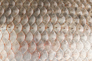 Fish scales skin texture macro view., a Background Photo by ...