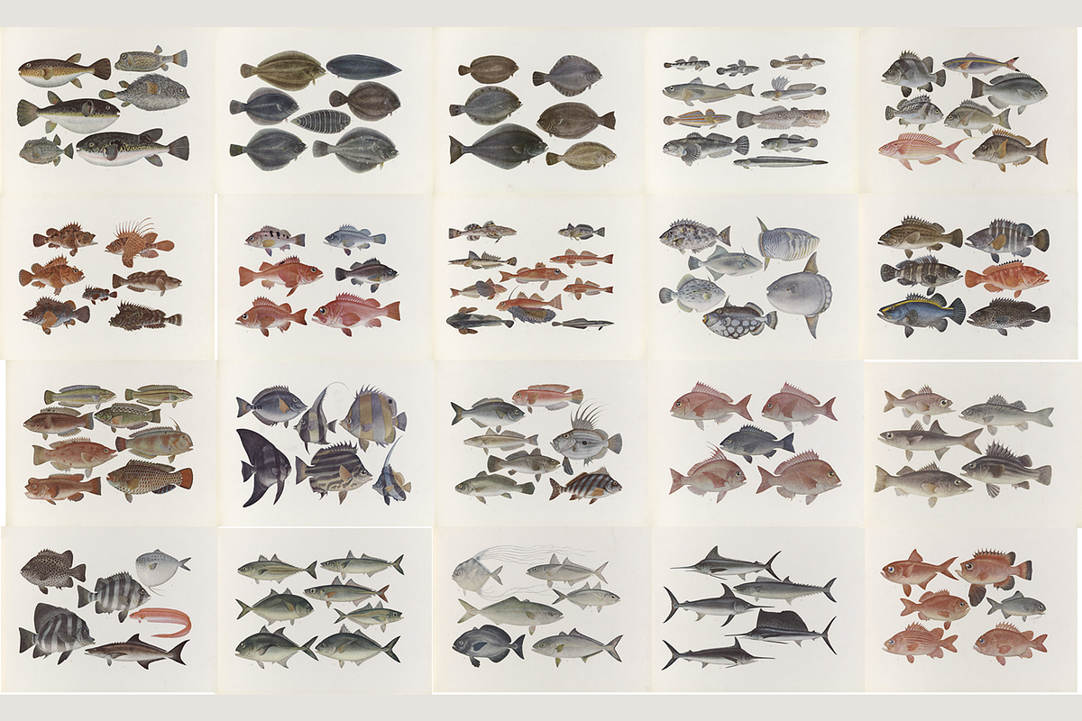 Kumataro Ito Japanese Aquatic Art, an Animal Illustration by Digital Museum